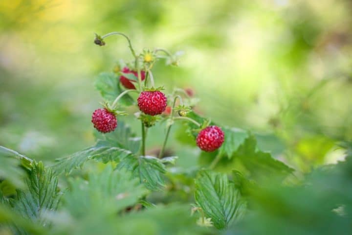 What Type of Strawberries Are Best for Shady Spaces? (+ Varieties ...
