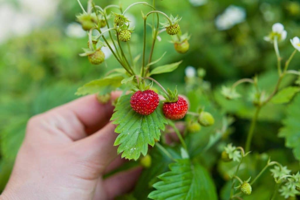 What Type of Strawberries Are Best for Shady Spaces? (+ Varieties ...