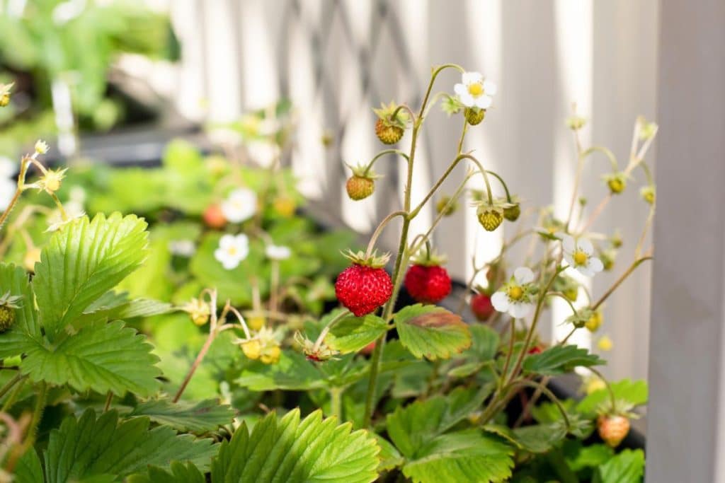 What Type of Strawberries Are Best for Shady Spaces? (+ Varieties ...