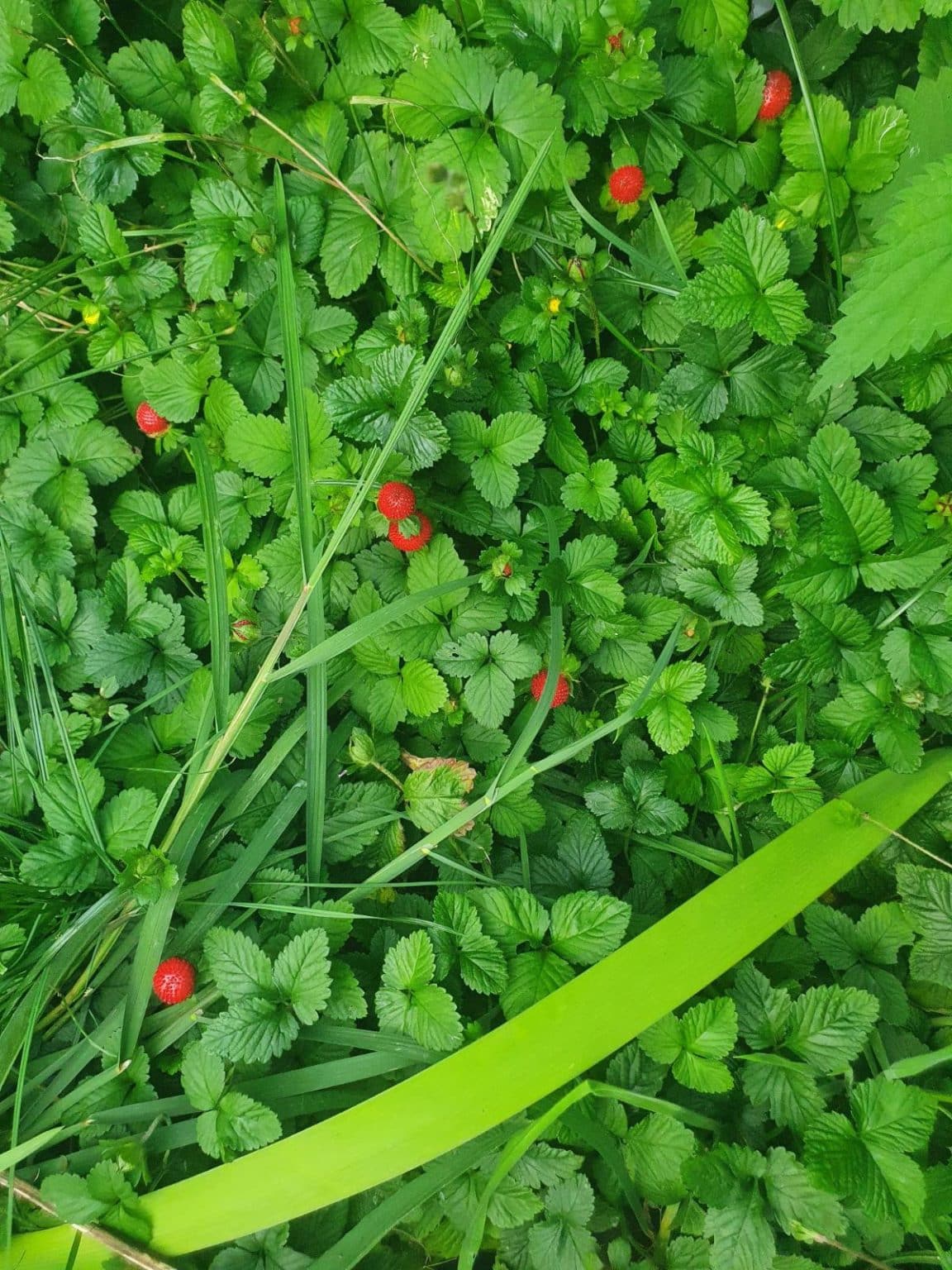 What Type of Strawberries Are Best for Shady Spaces? (+ Varieties ...