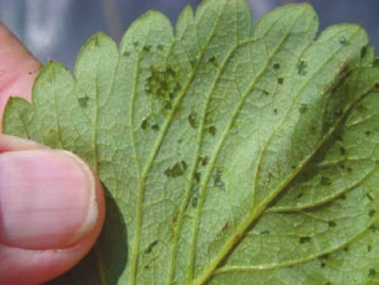 15 Things Your Strawberry Leaves Are Telling You – Strawberry Plants