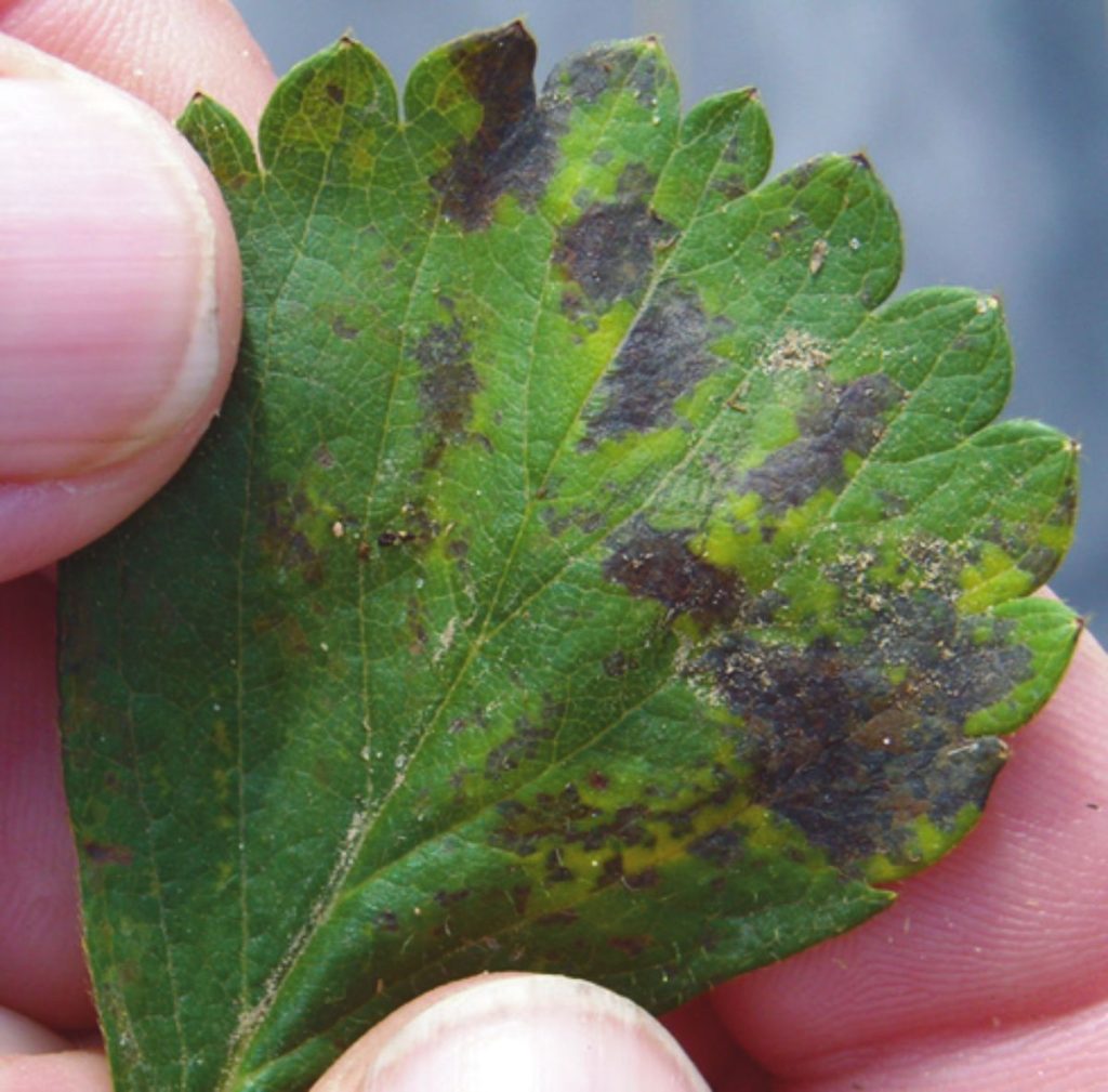15 Things Your Strawberry Leaves Are Telling You – Strawberry Plants