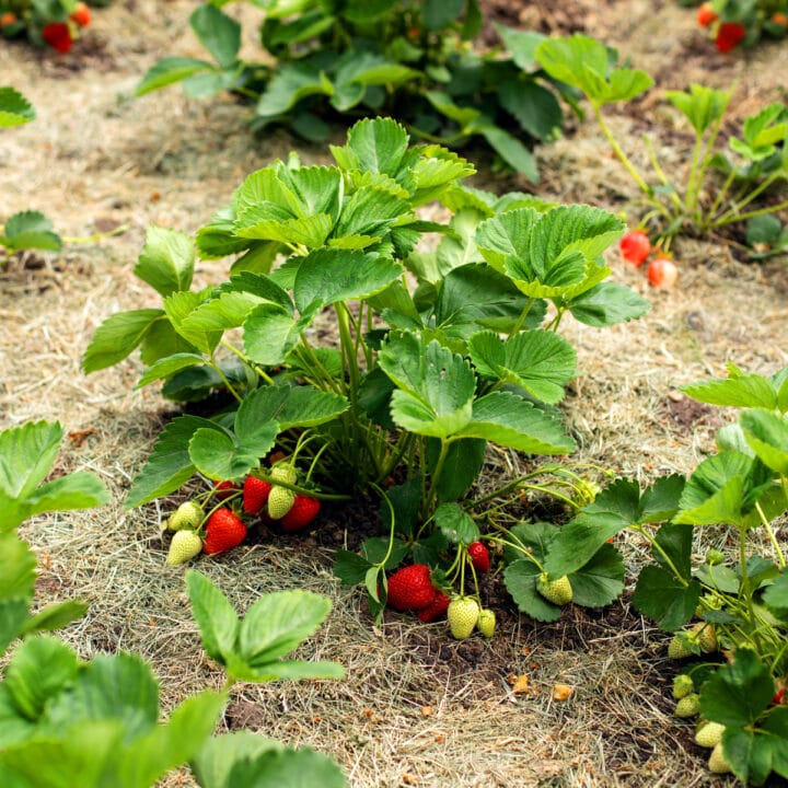 Strawberry Seedlings (Guide) – Strawberry Plants
